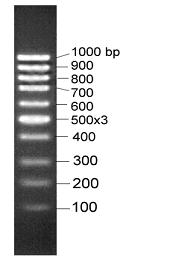 100-1000bp DNA Ladder :: Light Labs - Microcentrifuge Tubes, PCR, TPP ...