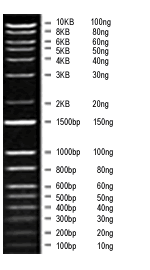 100bp-10 KB DNA Logical Ladder, Ready to Use :: Light Labs ...