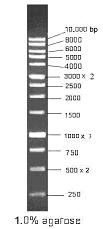 .25-10KB DNA Ladder, Original :: Light Labs - Microcentrifuge Tubes ...